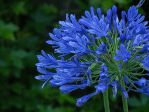 Flor Azul: 10 tipos de flores para você plantar em casa
