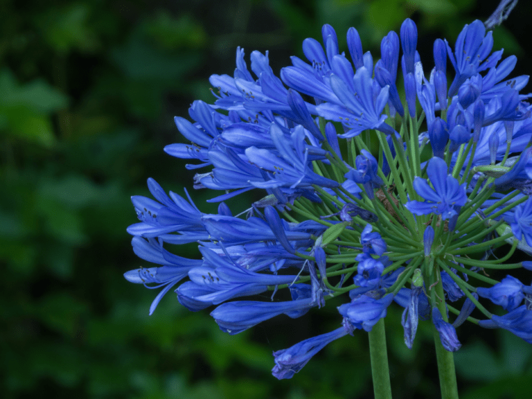 Flor Azul: 10 tipos de flores para você plantar em casa