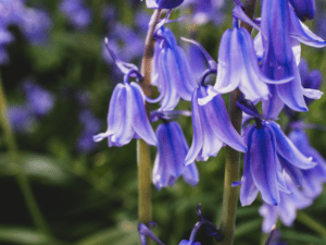 Flor Azul: 10 tipos de flores para você plantar em casa