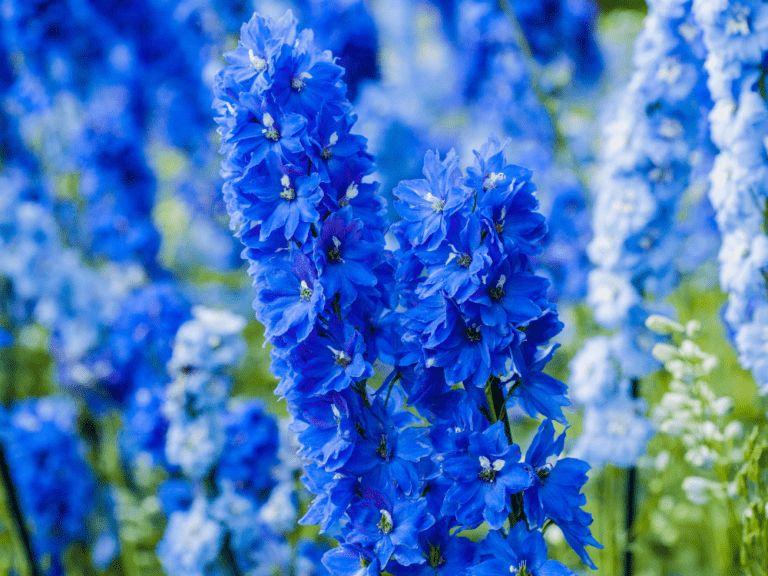 Flor Azul: 10 tipos de flores para você plantar em casa