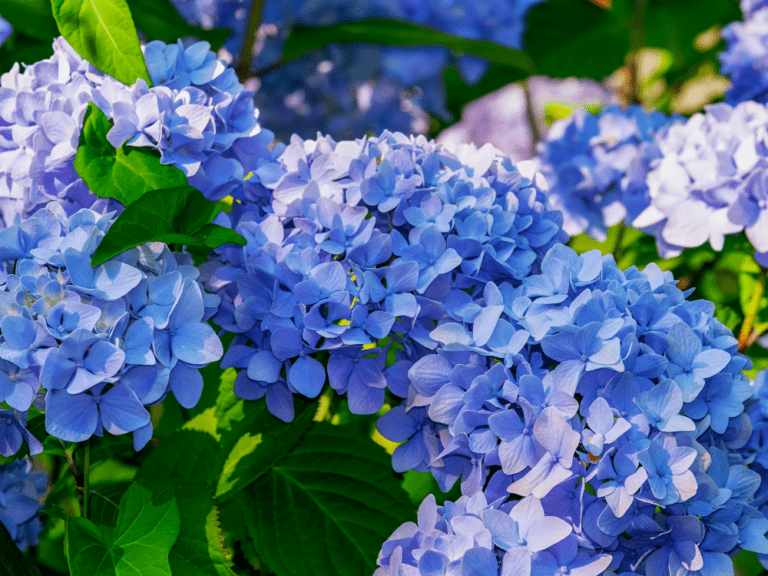 Flor Azul: 10 tipos de flores para você plantar em casa